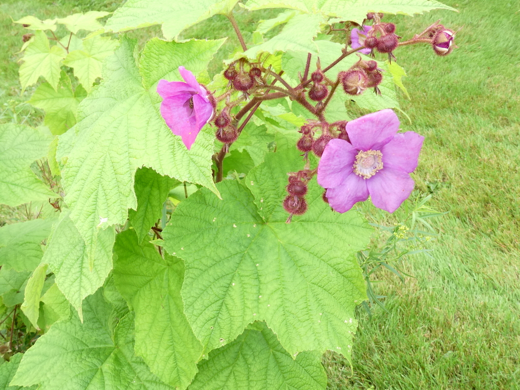 purple-flowered raspberry from Pabos, QC G0C 2H0 on August 10, 2023 at ...