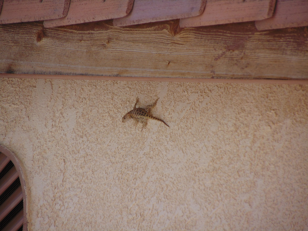 Yellow-backed Spiny Lizard from Pahrump, NV, USA on April 26, 2023 at ...