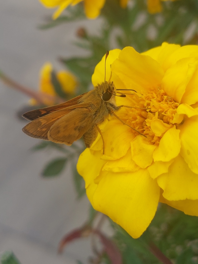 Sachem from Devault, PA 19355, USA on August 29, 2023 at 12:02 PM by ...