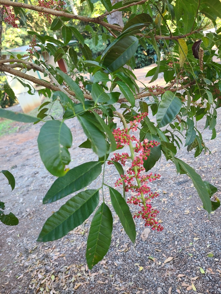 deep yellow wood from Tamborine Mountain QLD 4272, Australia on August ...