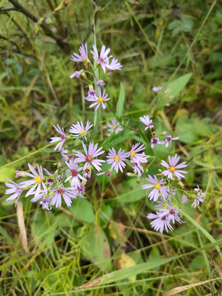 Lindley's Aster from Murillo, ON P0T 2G0, Canada on August 29, 2023 at ...