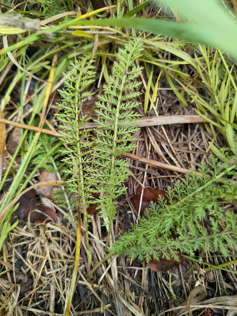 common yarrow from Thunder Bay, ON P7K, Canada on August 29, 2023 at 11 ...
