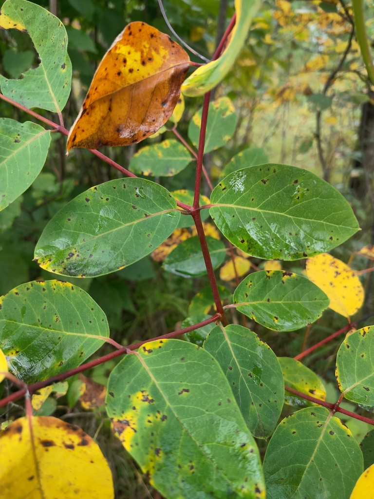 spreading dogbane from Murillo, ON P0T 2G0, Canada on August 29, 2023 ...