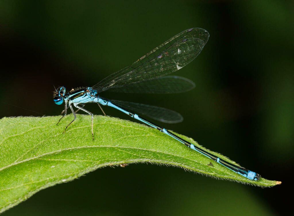 Stream Bluet from Lancaster County, US-PA, US on August 25, 2023 at 12: ...