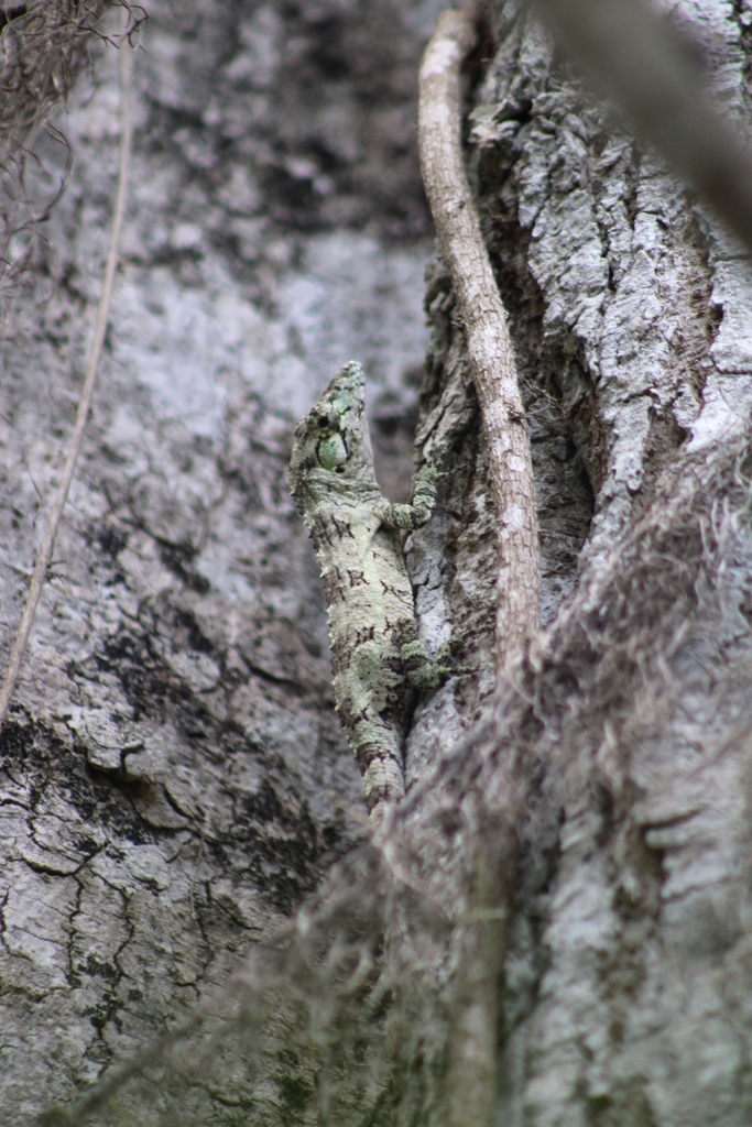 Dominican Giant Anole in July 2023 by Daniel Nicholson · iNaturalist