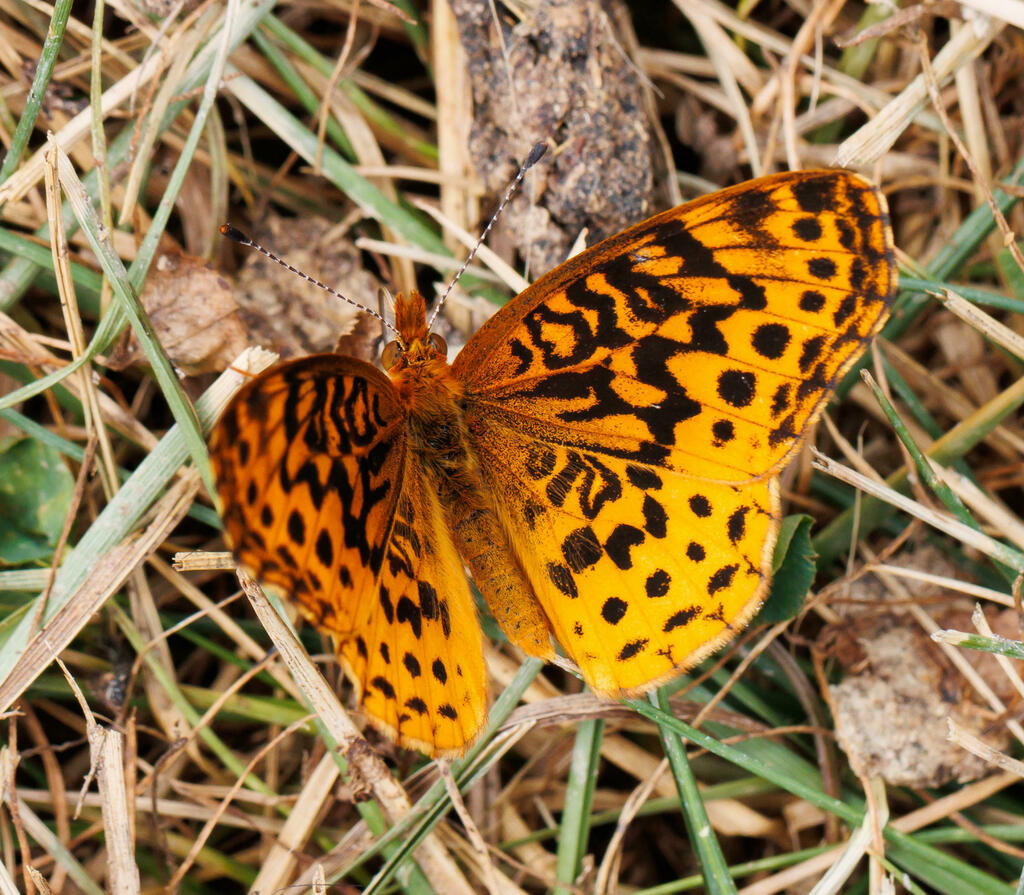 Meadow Fritillary from Lancaster County, US-PA, US on August 25, 2023 ...