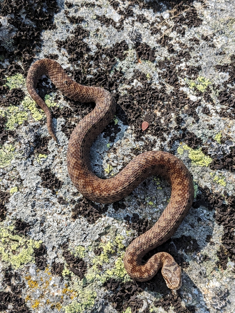Adder in August 2023 by Simone Giachello · iNaturalist