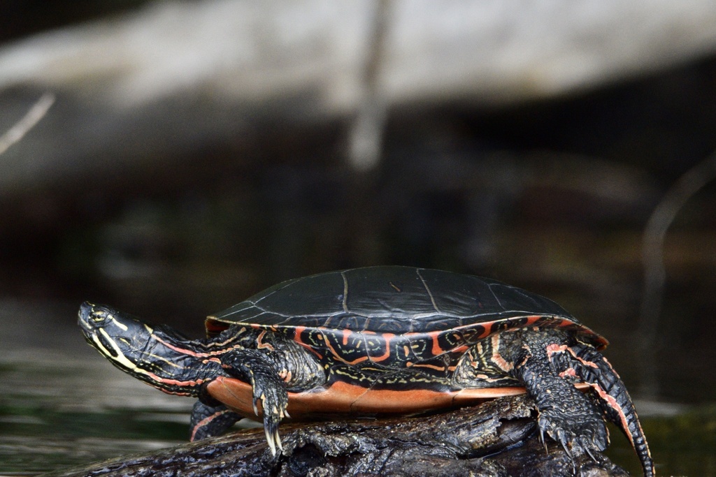 Painted Turtle from Silver Lake, Portage, WI, US on August 20, 2023 at ...