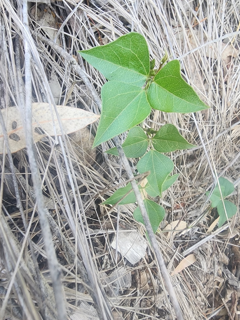 Okie bean from Mount Kuring-gai NSW 2080, Australia on August 29, 2023 ...
