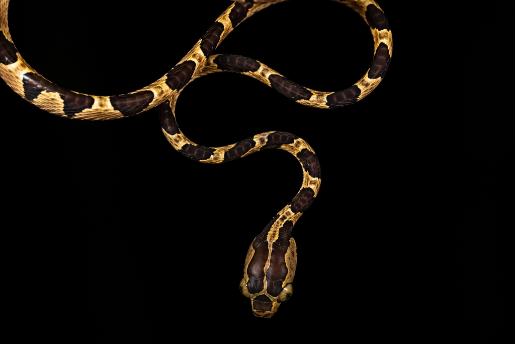 Common Blunt-headed Tree Snake in August 2022 by Simone Giachello ...