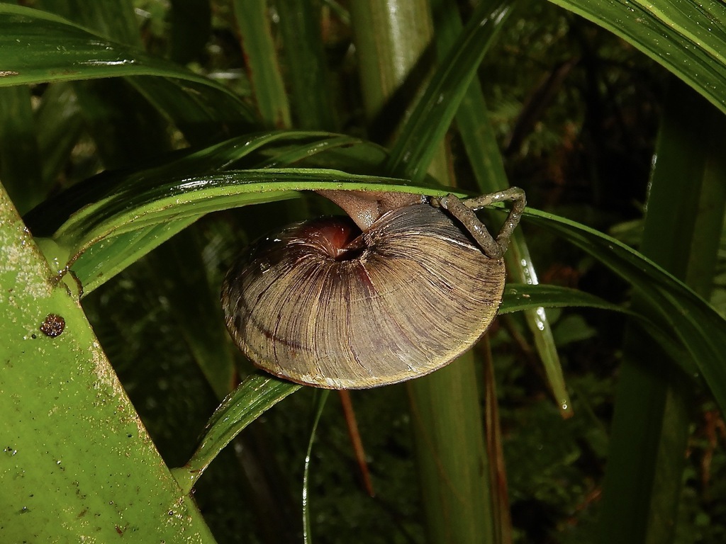 Puerto Rican Tree Snail from Mameyes II, Río Grande 00745, Puerto Rico ...