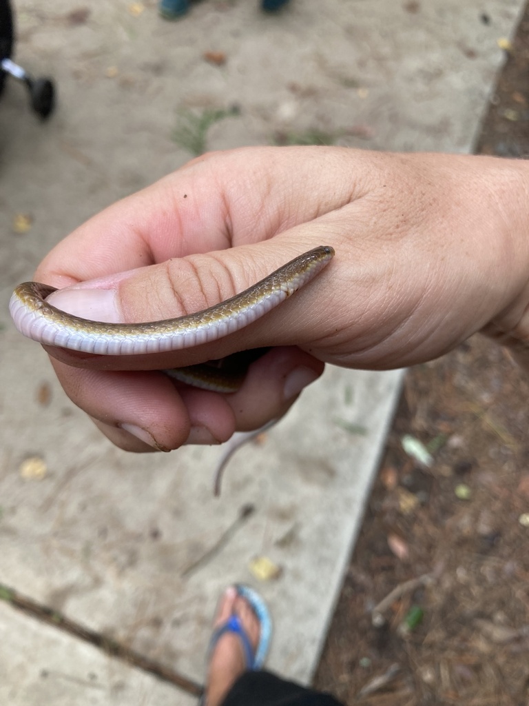 Eastern Worm Snake from Willeo Rd, Roswell, GA, US on August 29, 2023 ...