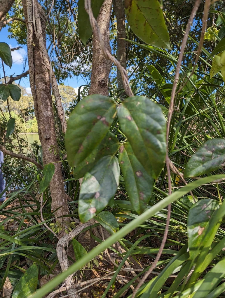 Burny Bean from Nerang by rachel hughes · iNaturalist