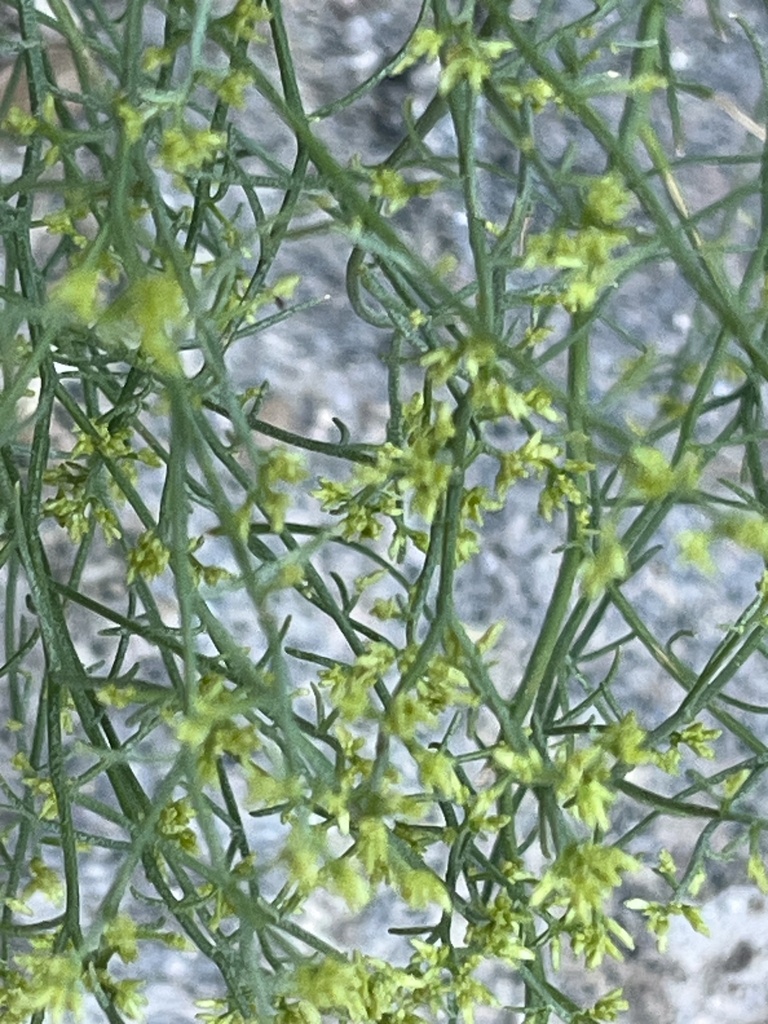 sticky snakeweed from Joshua Tree National Park, Desert Hot Springs, CA ...
