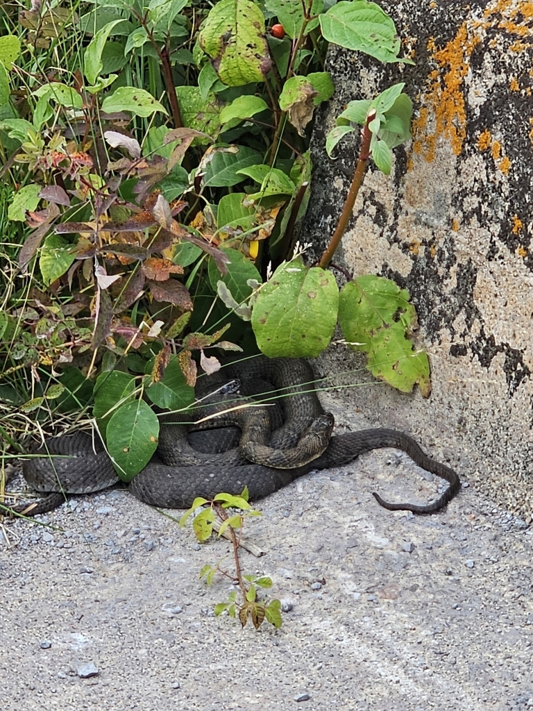 Common Watersnake from Kawartha Lakes, ON K0M 2B0, Canada on August 29 ...