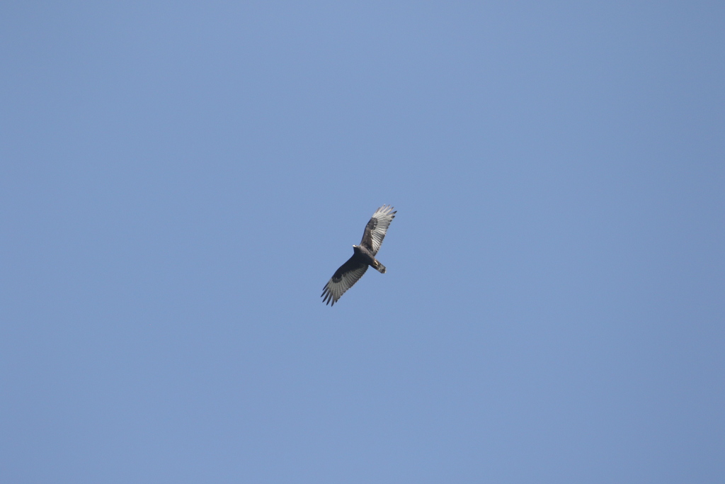 Zone-tailed Hawk from San Pedro Garza García, N.L., México on August 20 ...