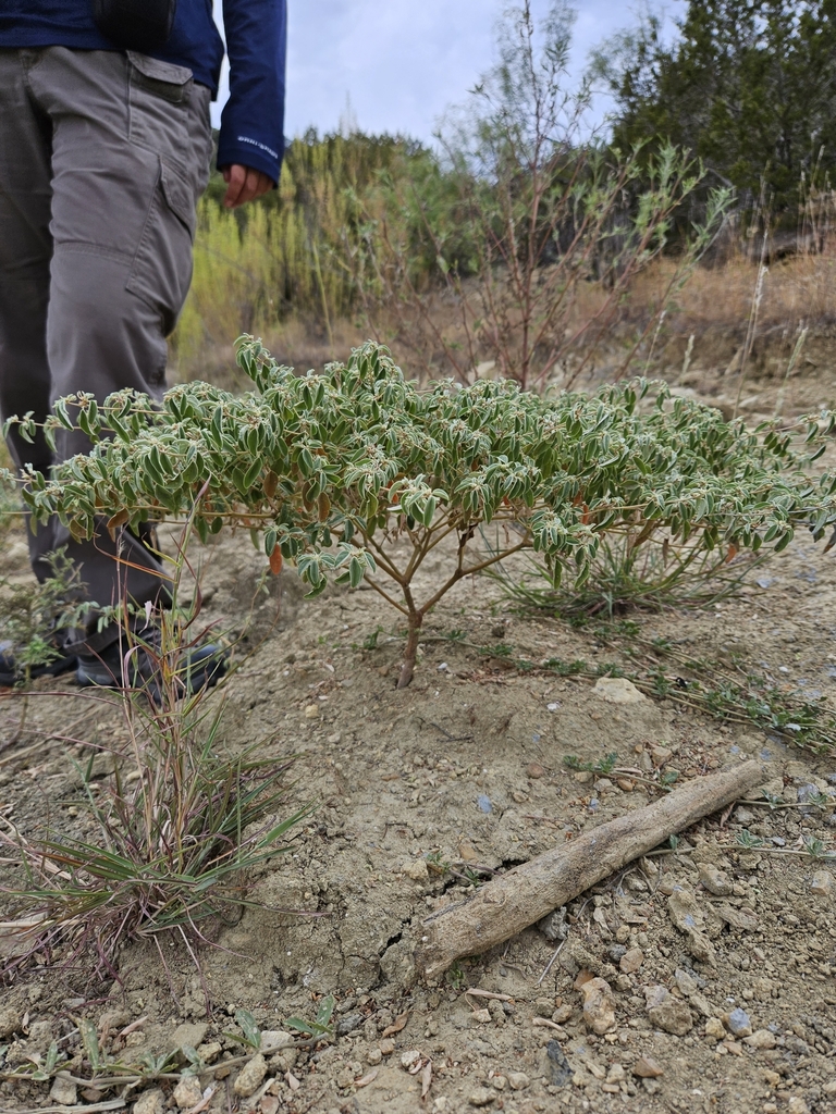 Prairie Tea from Palo Pinto County on August 27, 2023 at 11:39 AM by ...