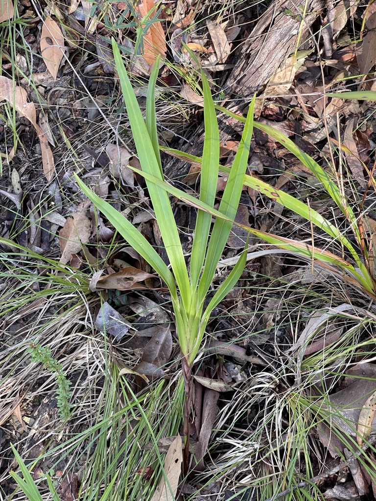 flax-lilies from Logan Village, QLD, AU on August 30, 2023 at 09:55 AM ...