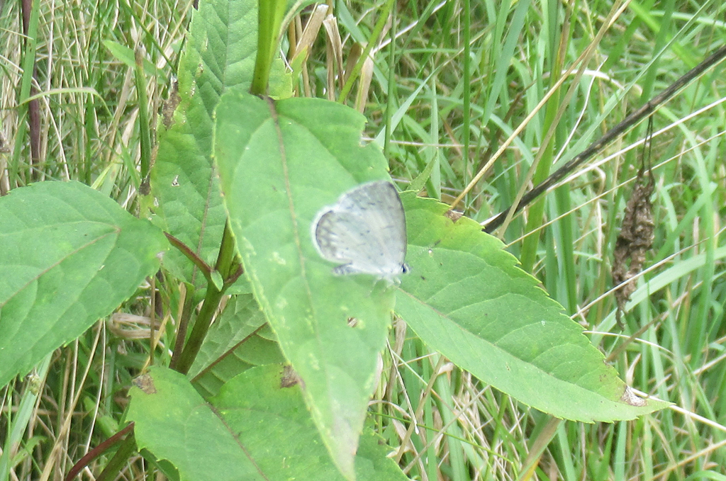 Summer Azure from Squirrel Hill South, Pittsburgh, PA, USA on August 26 ...