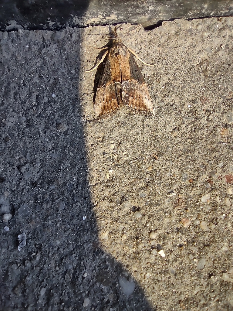 Green Cloverworm Moth from Wilkes-Barre, PA 18701, USA on August 26 ...
