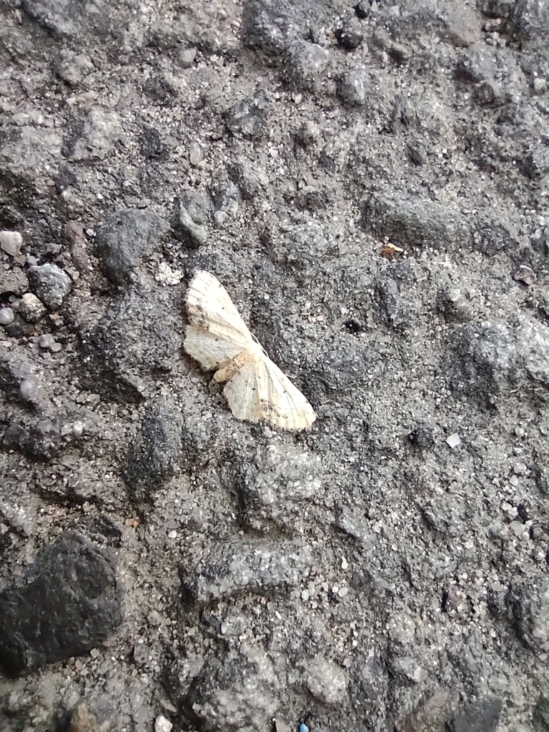 Single-dotted Wave from Wilkes-Barre, PA 18701, USA on August 26, 2023 ...