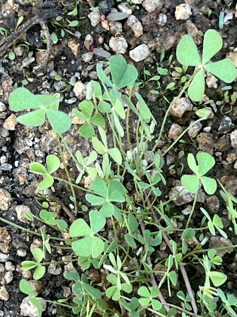 water clover from Joshua Tree National Park, Desert Hot Springs, CA, US ...