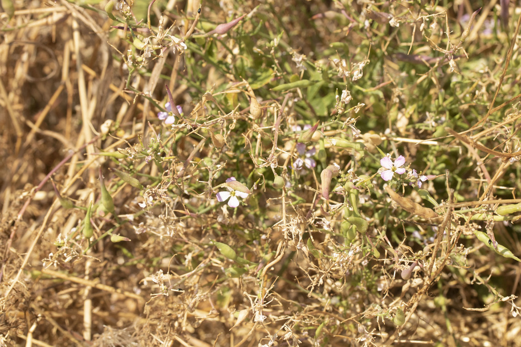 wild radish from Washington County, OR, USA on August 26, 2023 at 03:22 ...