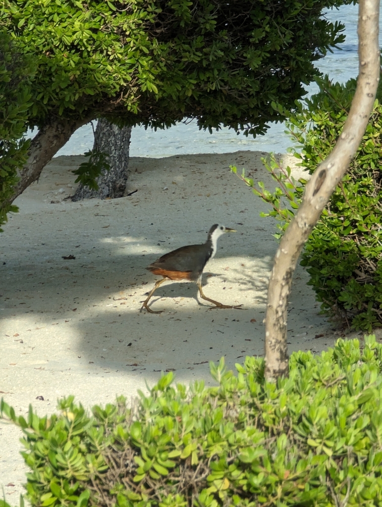 White-breasted Waterhen from Maldives on August 30, 2023 at 07:12 AM by ...