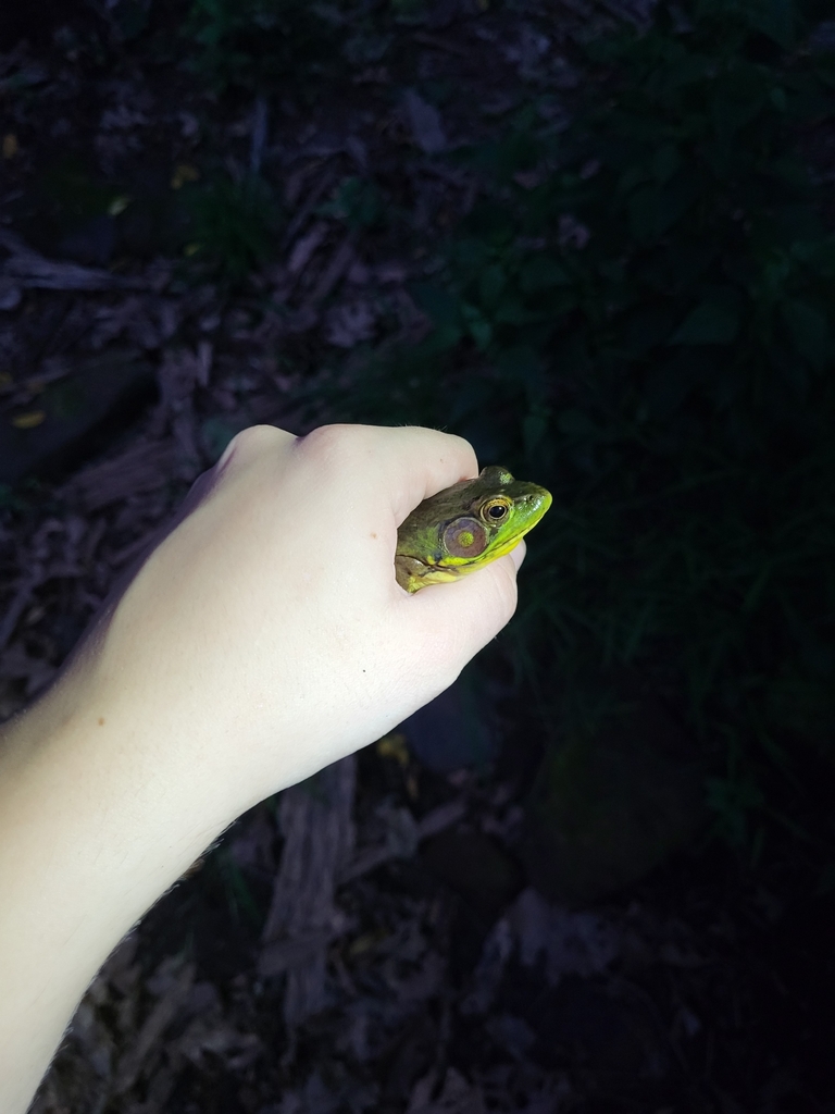 Green Frog from New Brunswick, NJ 08901, USA on August 29, 2023 at 07: ...
