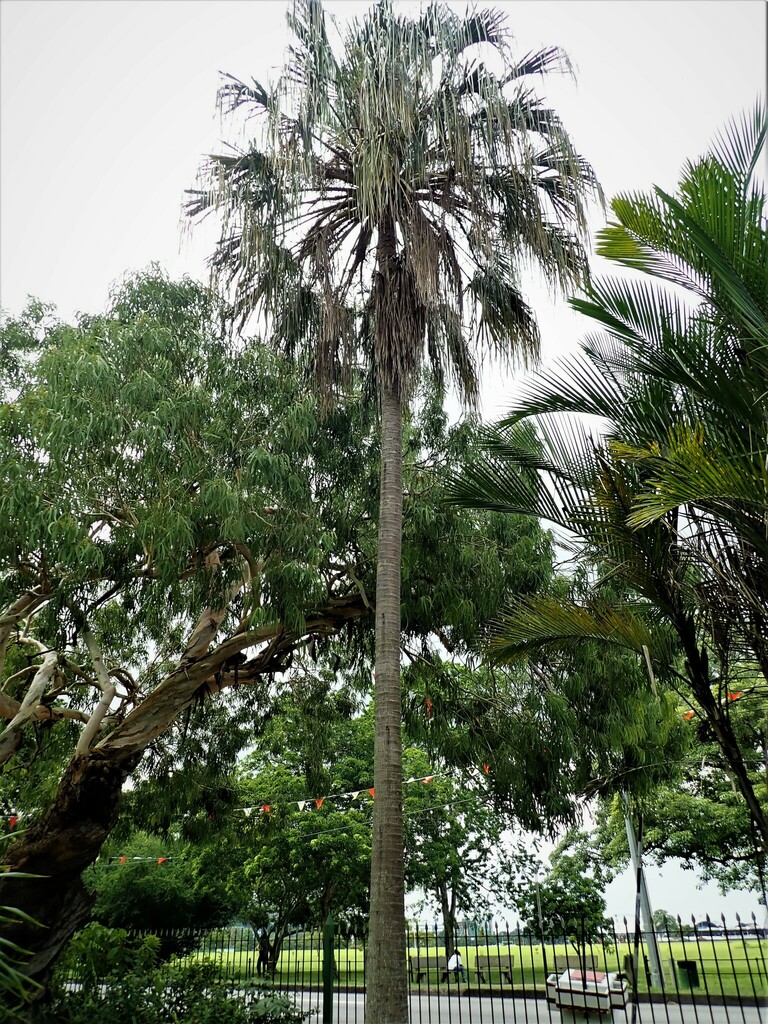 Ribbon Fan Palm from Port of Spain, Trinidad and Tobago on July 18 ...