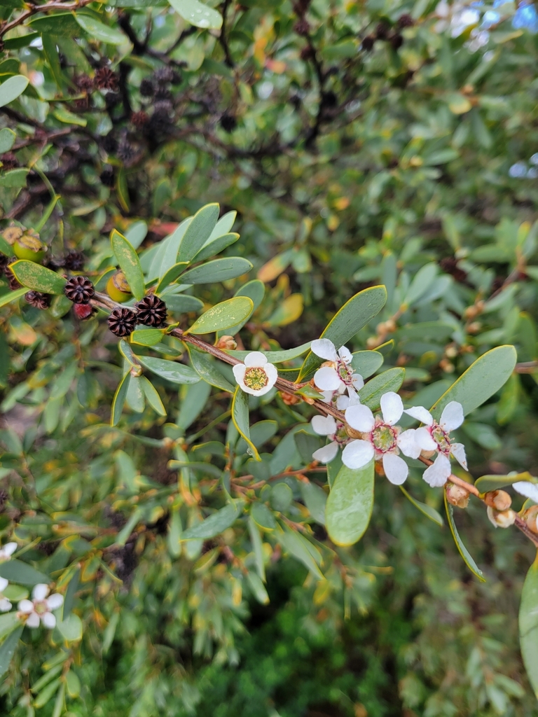 Australian Tea Tree from New Town TAS 7008, Australia on August 30 ...