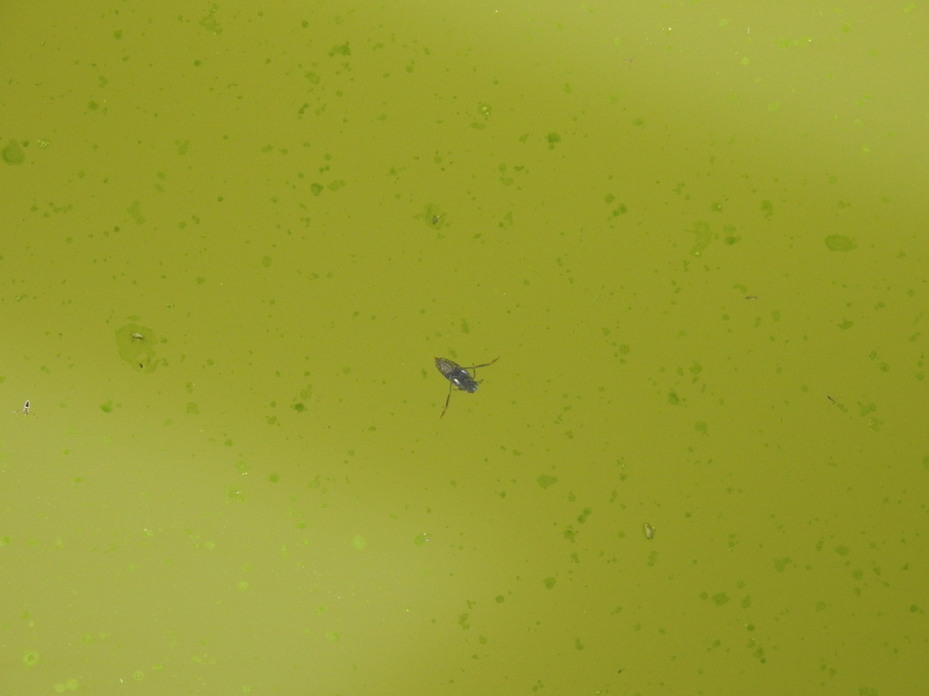 Enithares sinica from 台灣南投縣 on August 29, 2023 at 10:17 AM by shiaokao ...