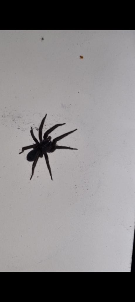 Zorocrates from Guadalupe del Moral, 09300 Ciudad de México, CDMX ...