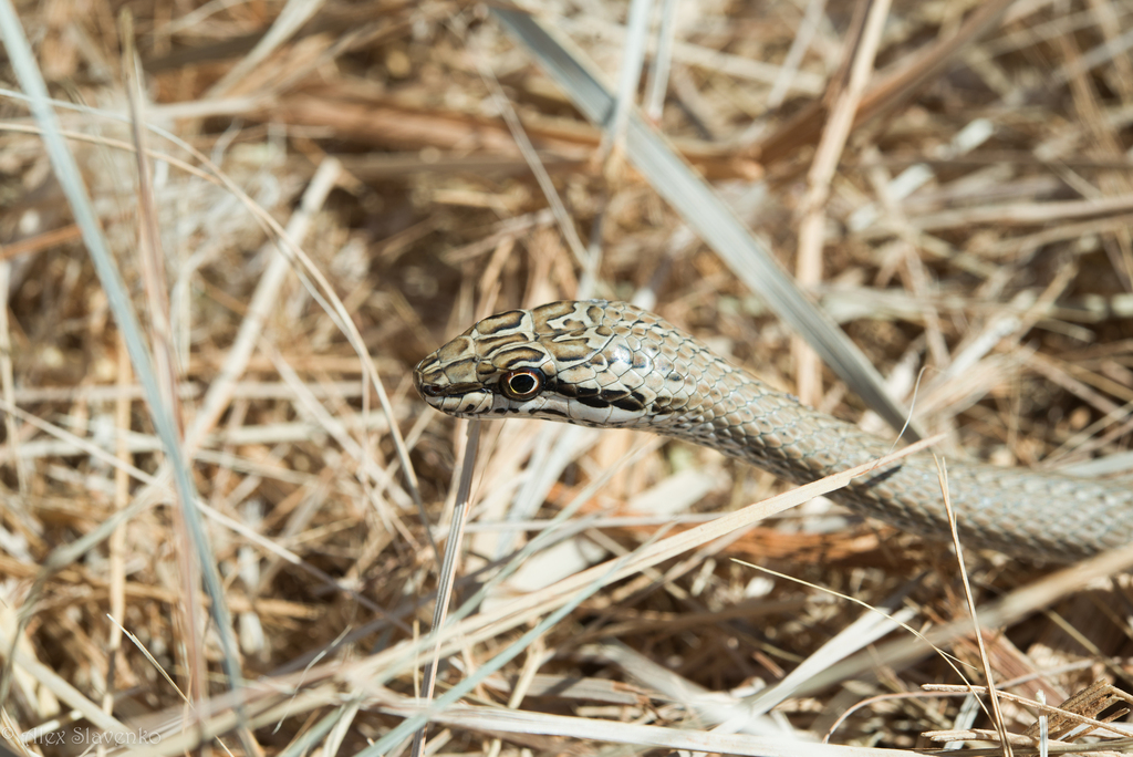 Forskal Sand Snake from Be'er Sheva, Israel on February 24, 2016 at 10: ...