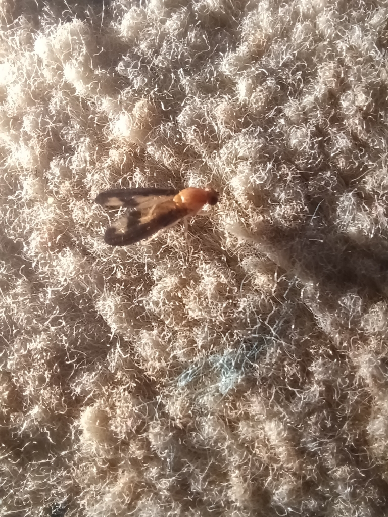 Antlered Flutter Fly from Brocton, NY 14716, USA on August 30, 2023 at ...