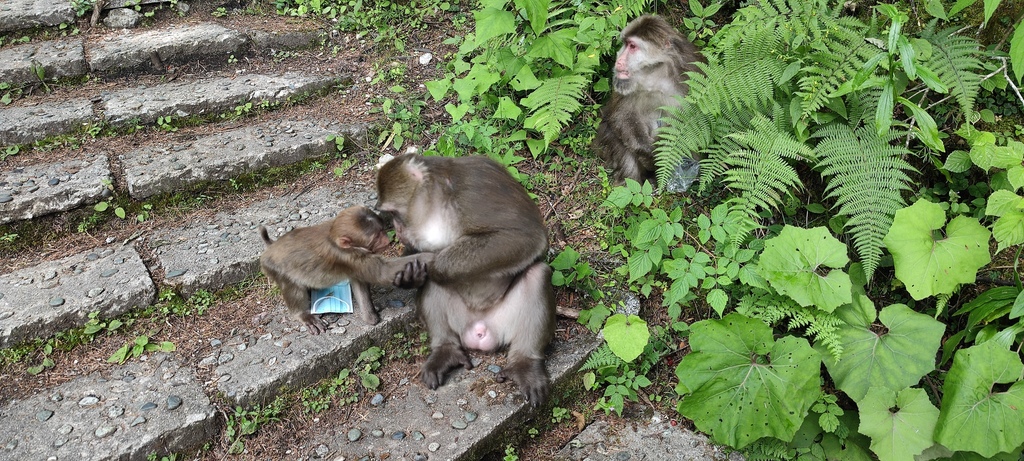 Cercopithecines from Garzê Tibetan, CN-SC, CN on August 7, 2022 at 01: ...