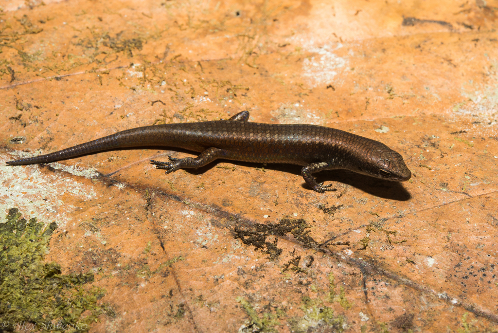 New Guinea Short Litter Skink from Koiari Rural LLG, Papua New Guinea ...