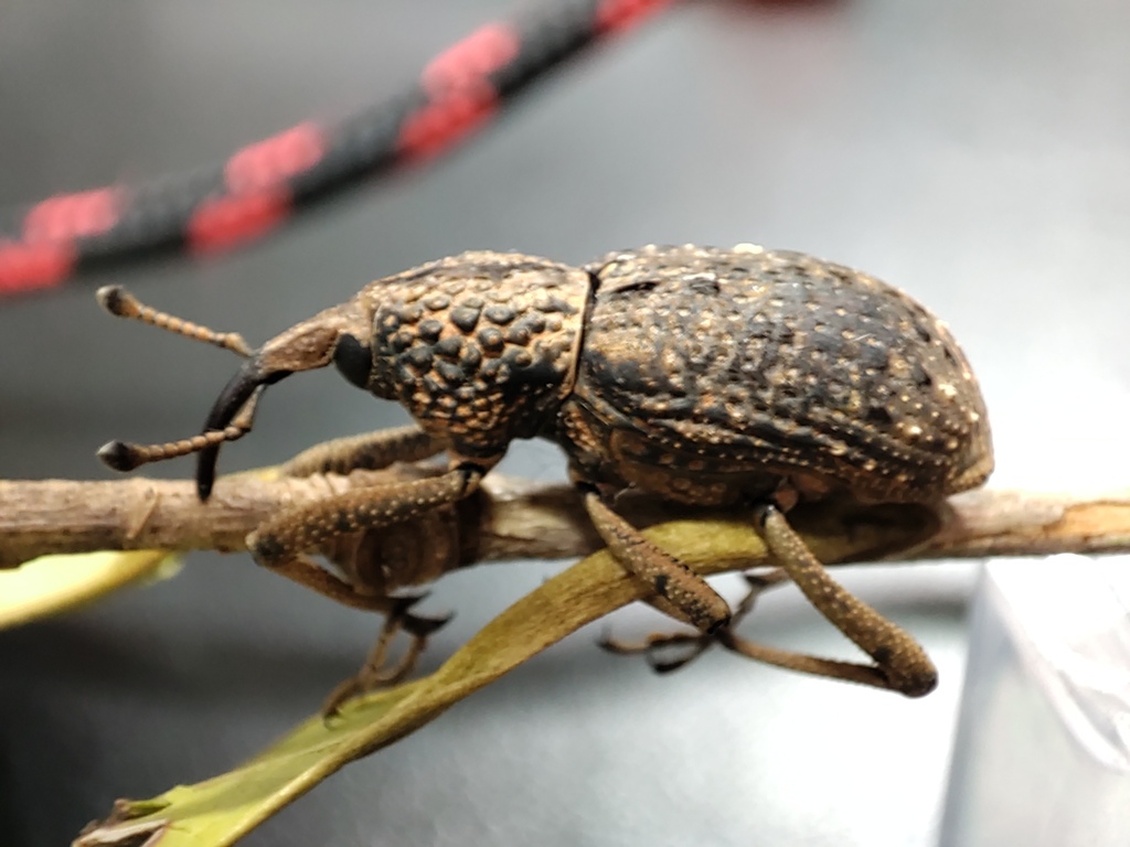 Sipalinus gigas on April 29, 2023 at 09:48 AM by 15khk · iNaturalist