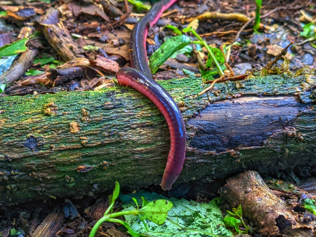 Banded Caecilian from Nongwe, Tanzania on June 4, 2023 at 01:20 PM by ...