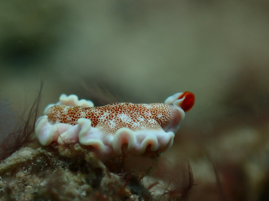 Phrikoceros fritillus from South Andaman, IN-AN, IN on May 4, 2023 at ...