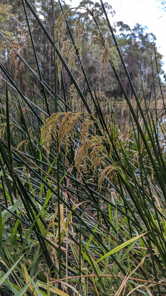 Jointed twig rush from Peachester QLD 4519, Australia on August 30 ...