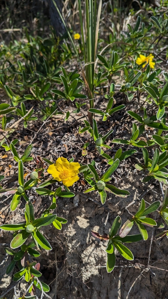 Climbing Guinea flower from Maroochydore QLD 4558, Australia on August ...
