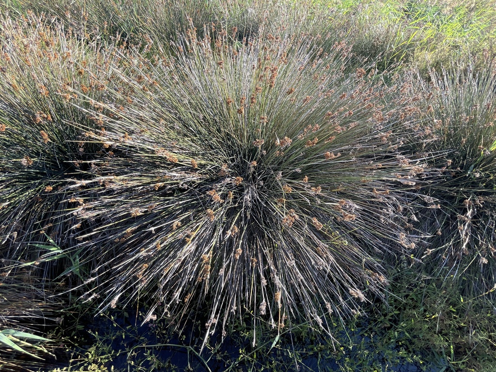 spiny rush from Sítio Vale de Parra, Guia, Algarve, PT on August 30 ...