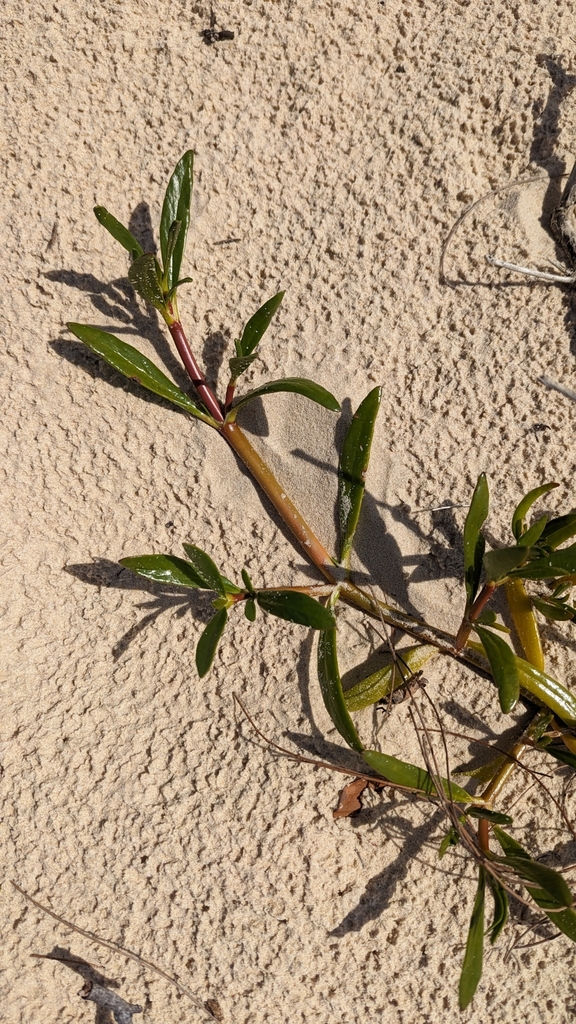 sea purslane from Maroochydore QLD 4558, Australia on August 30, 2023 ...