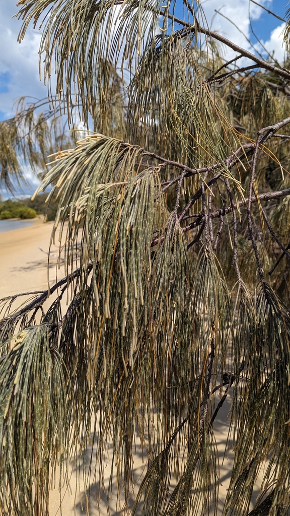 Beach Sheoak from Maroochydore QLD 4558, Australia on August 30, 2023 ...