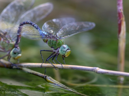 Anax piraticus · iNaturalist