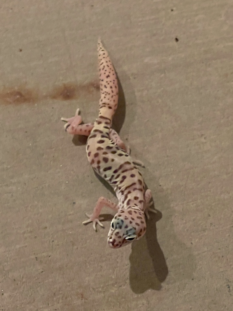 Western Banded Gecko from Desert Heights, Twentynine Palms, CA, US on ...