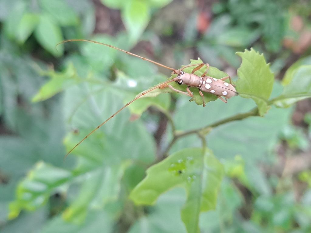 Olenecamptus bilobus taiwanus from 813台灣高雄市左營區半屏山南峰 on August 30, 2023 ...