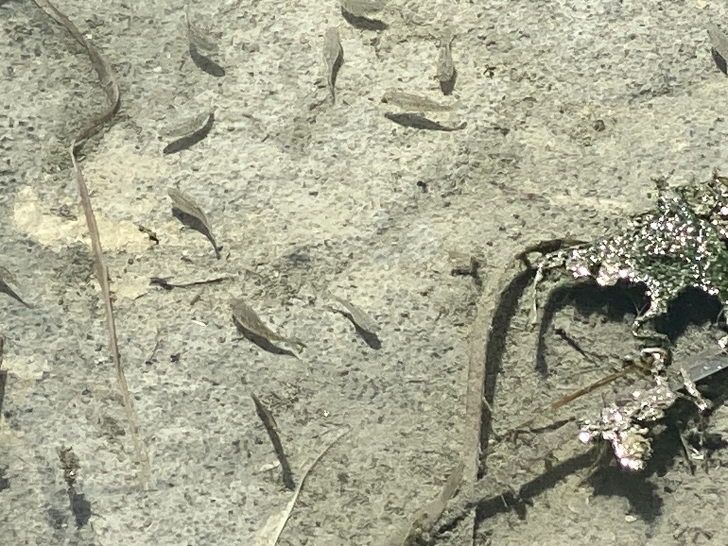 Almiri toothcarp in August 2023 by merowig · iNaturalist