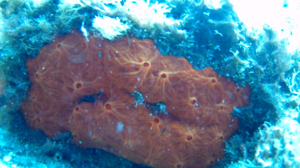 Oyster Sponge from España on August 30, 2023 at 10:30 AM by Daniel San ...